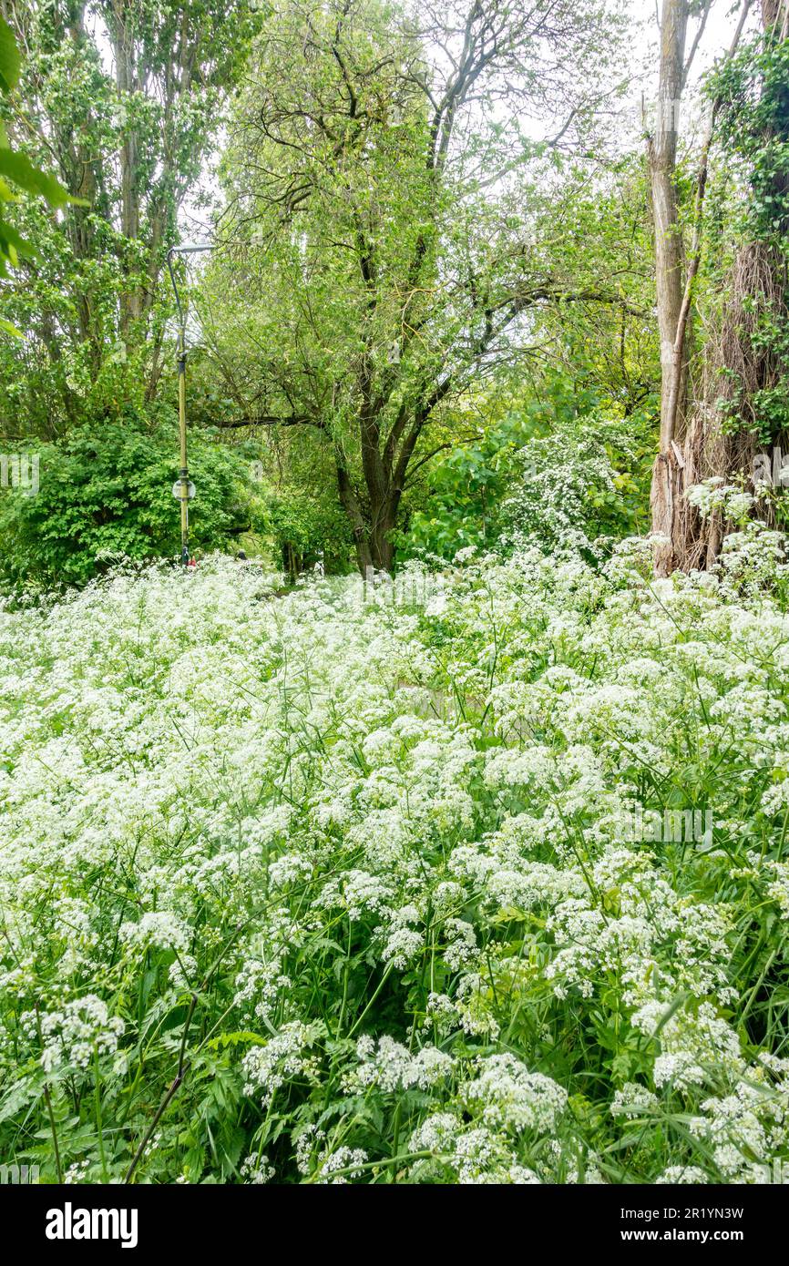 Cow parsley growing in The UK Stock Photo - Alamy