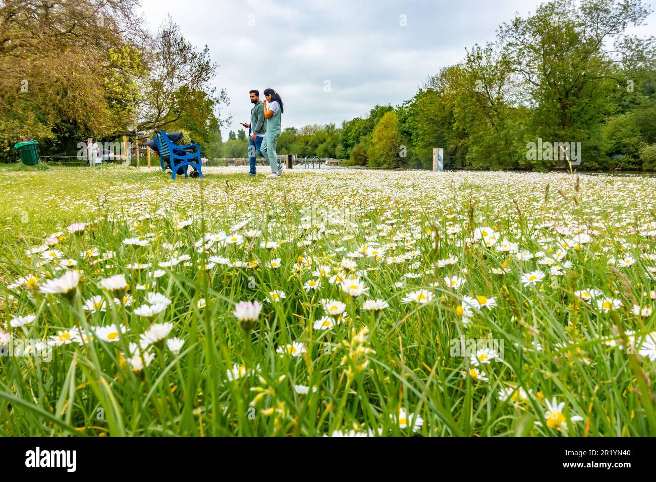 Daisies flowering in Kings Meadow park next to The River Thames at ...