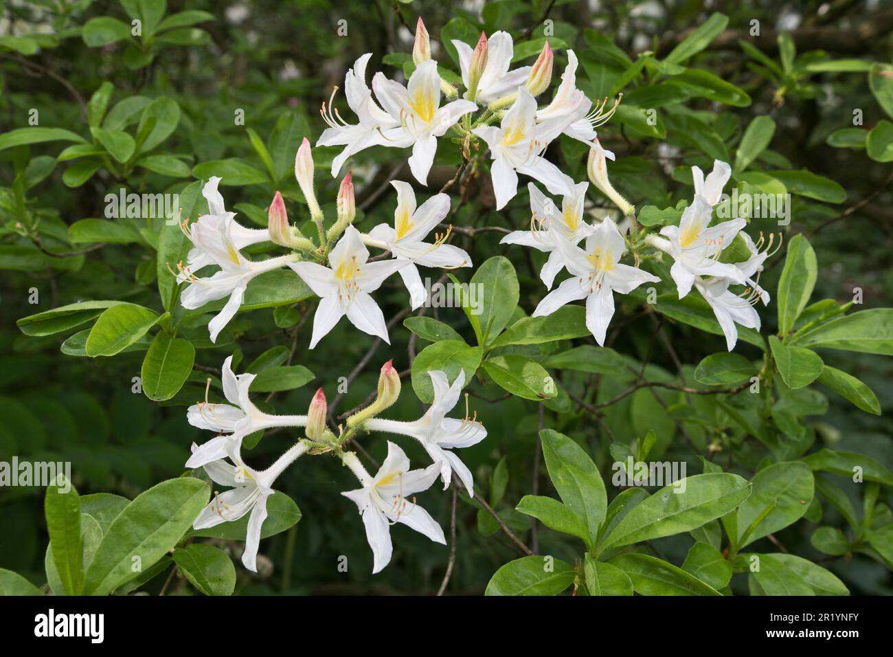 Persil flower hi-res stock photography and images - Alamy