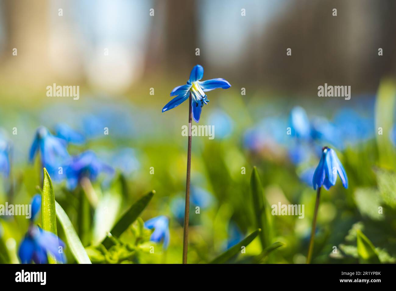 Blue squill flower closeup hi-res stock photography and images - Alamy