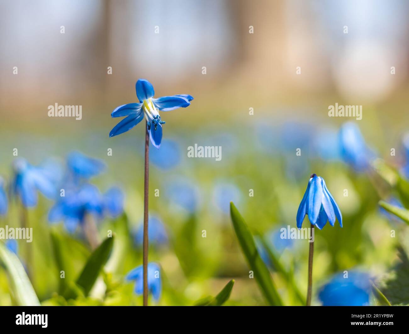 Siberian squill blue flower Stock Photo - Alamy