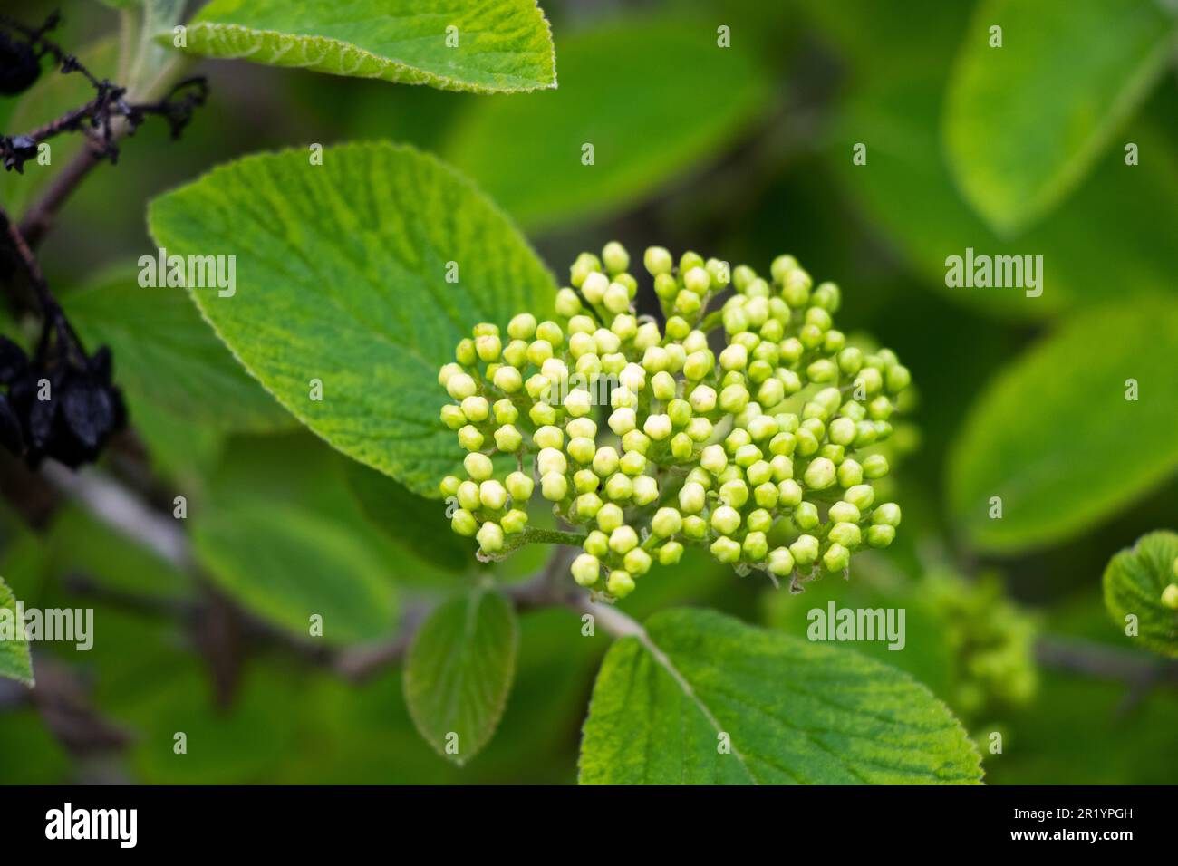 Wayfaring tree flowers during spring, green pant background Stock Photo ...