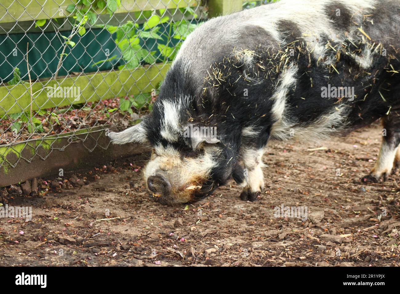Pig in city hi-res stock photography and images - Alamy