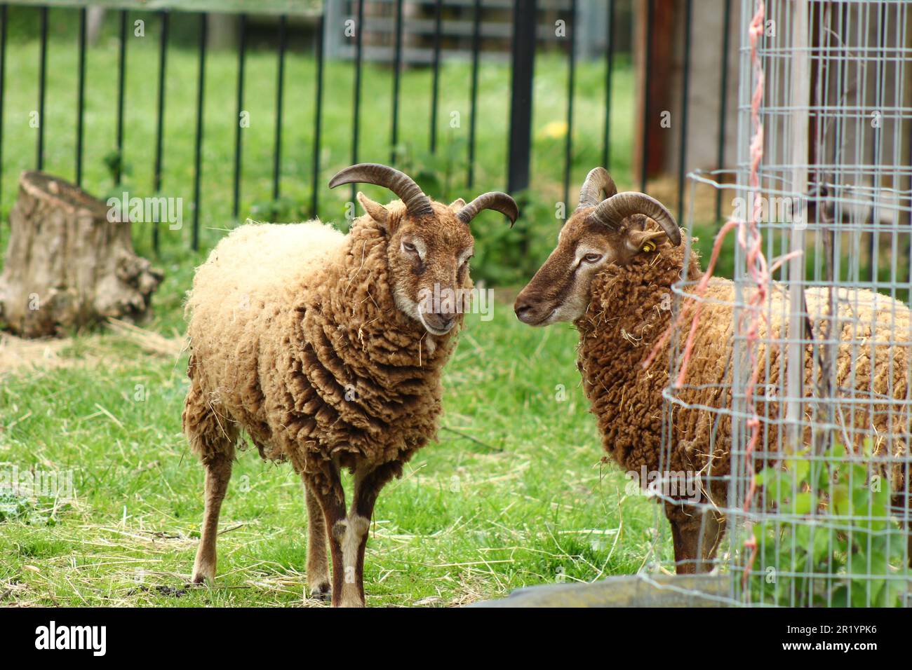 Livestock Cattle Farming Sheep Farming Stock Photo - Alamy