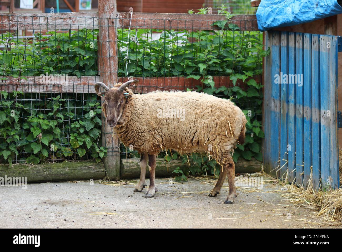 Livestock Cattle Farming Sheep Farming Stock Photo - Alamy