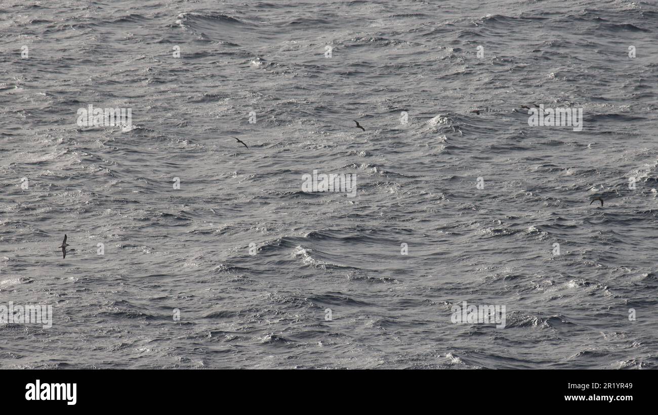 Flying over clean water hi-res stock photography and images - Alamy