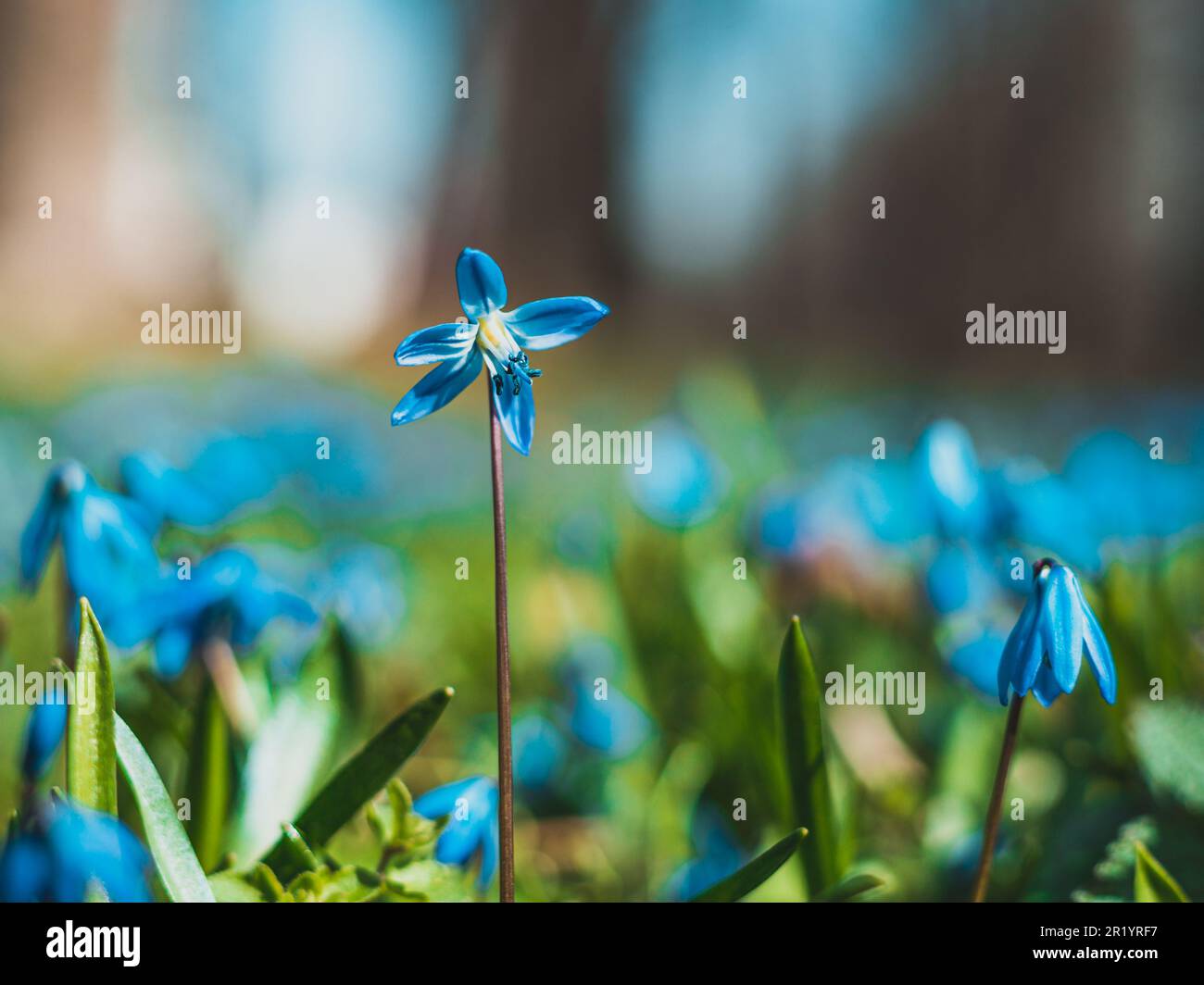 Siberian squill blue flower in the meadow, Scilla siberica Stock Photo ...