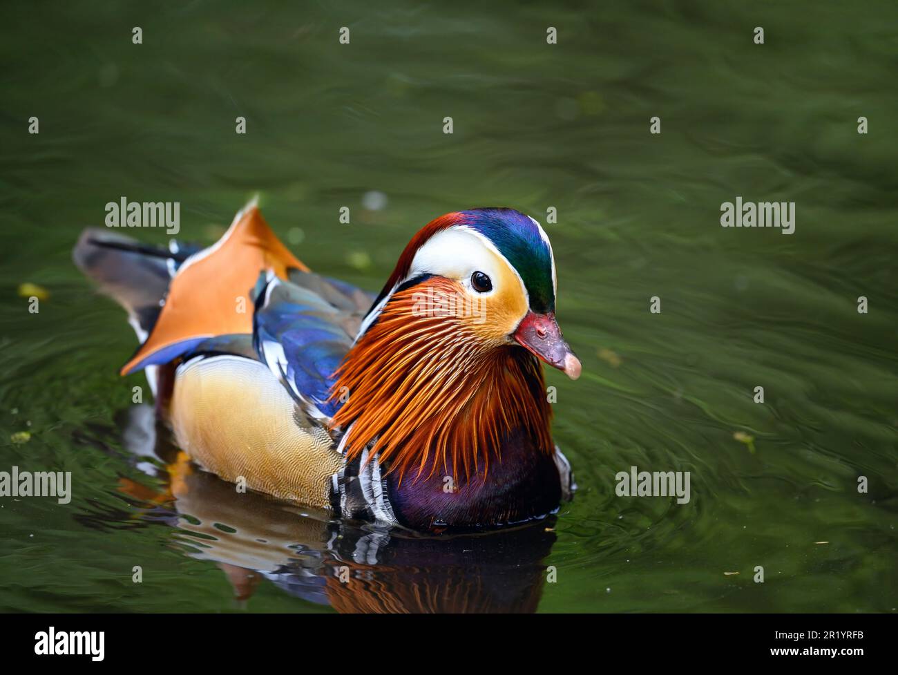 Male mandarin duck swimming on a lake in Kent, UK. Close up view of a ...