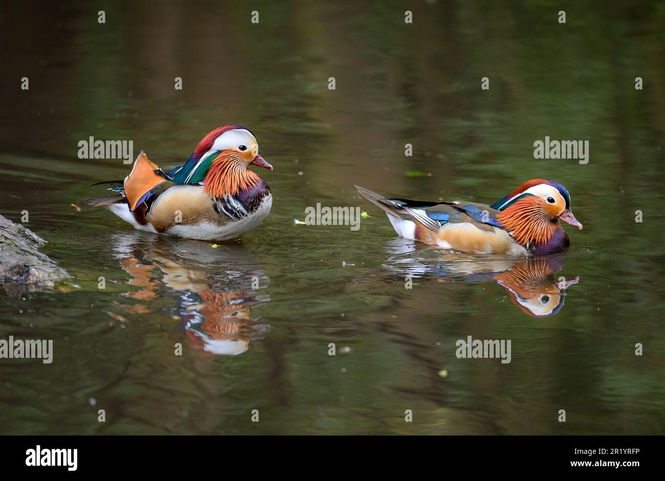 Two male mandarin ducks swimming on a lake in Kent, UK. Two ducks with ...