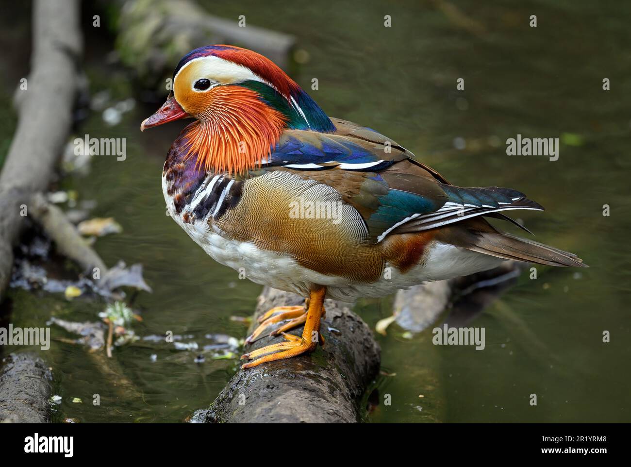 Male mandarin duck standing on a log in a lake in Kent, UK. A duck ...