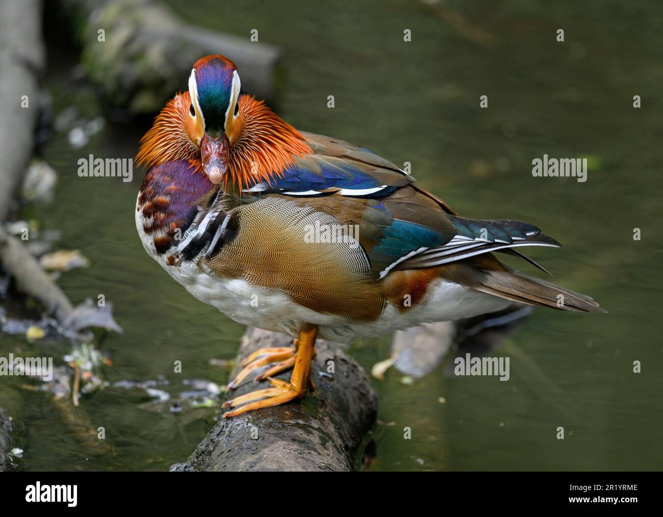 Male mandarin duck standing on a log in a lake in Kent, UK. A duck ...