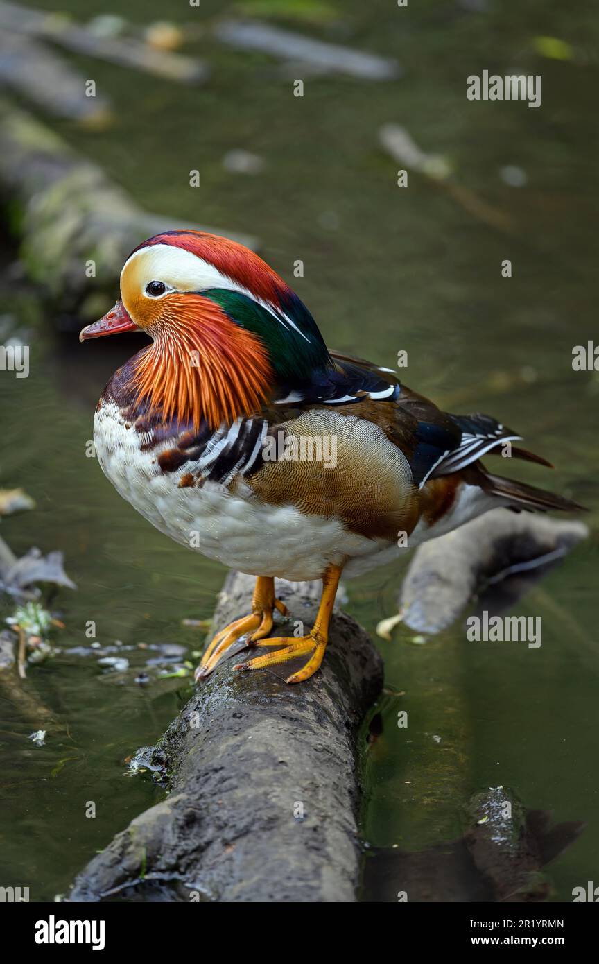 Male mandarin duck standing on a log in a lake in Kent, UK. A duck ...