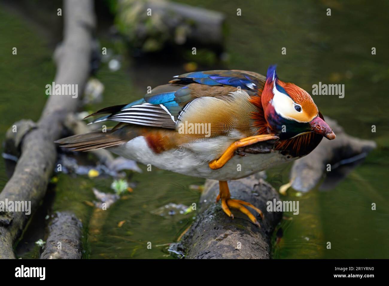 Male mandarin duck standing on a log in a lake in Kent, UK. A duck ...