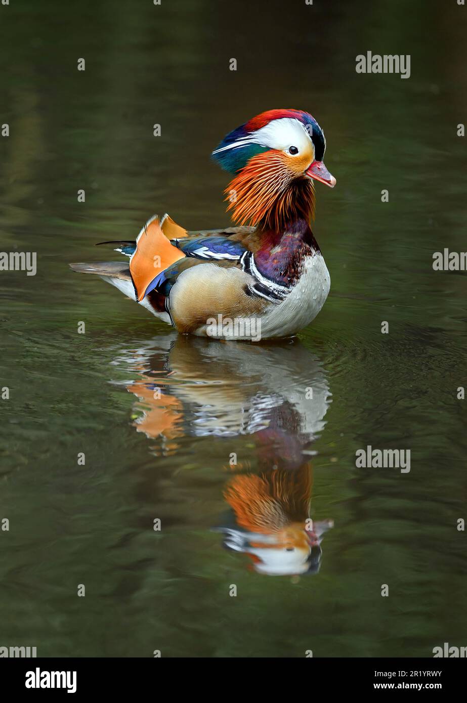 Male mandarin duck swimming on a lake in Kent, UK. A duck in portrait ...