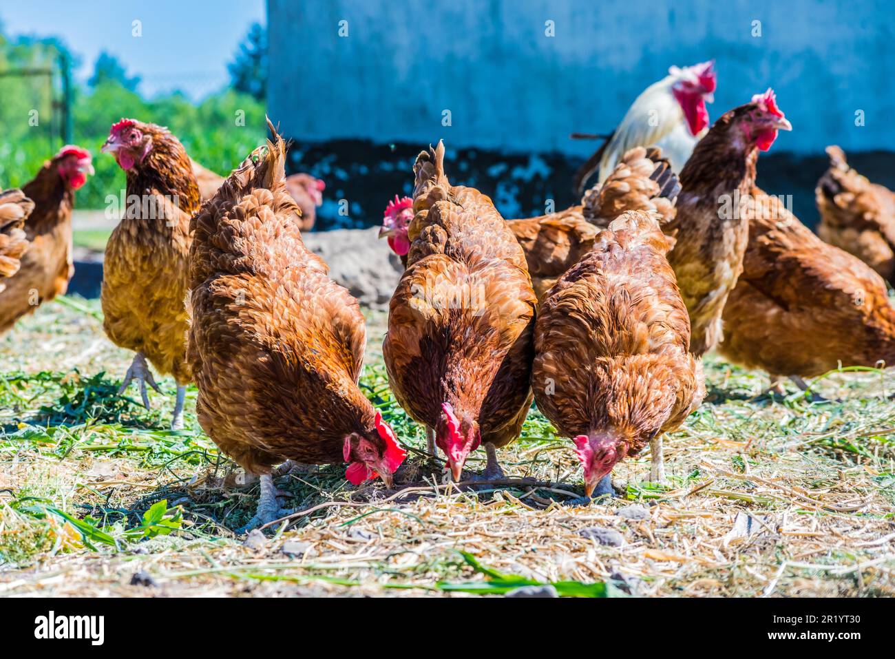 Chickens on traditional free range poultry farm Stock Photo - Alamy