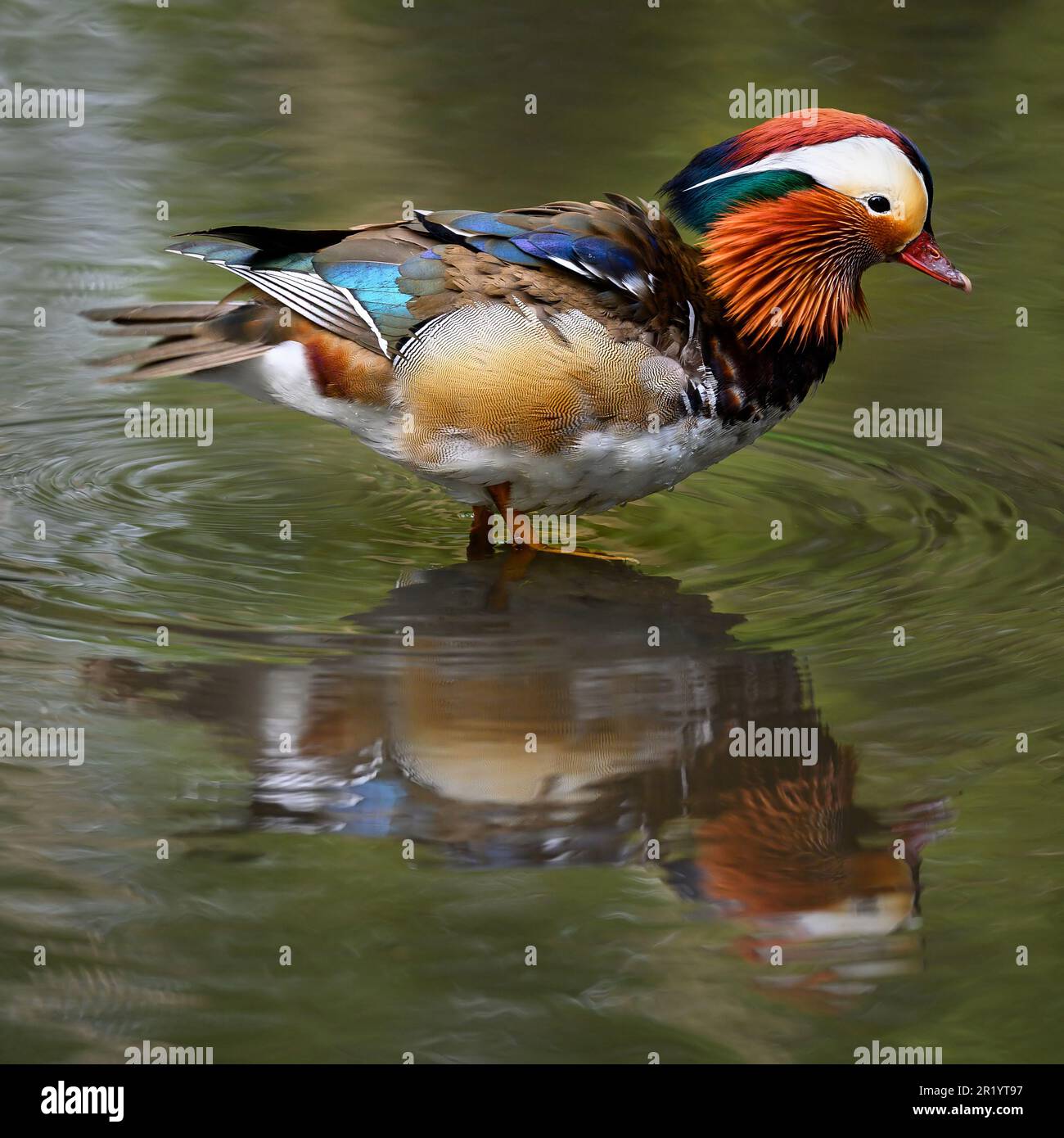 Male mandarin duck standing in a lake in Kent, UK. Square image with ...