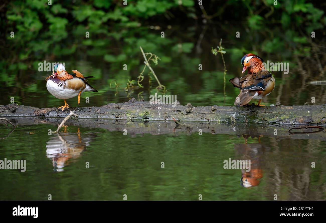 Two male mandarin ducks standing on a log in Kent, UK. Ducks with ...