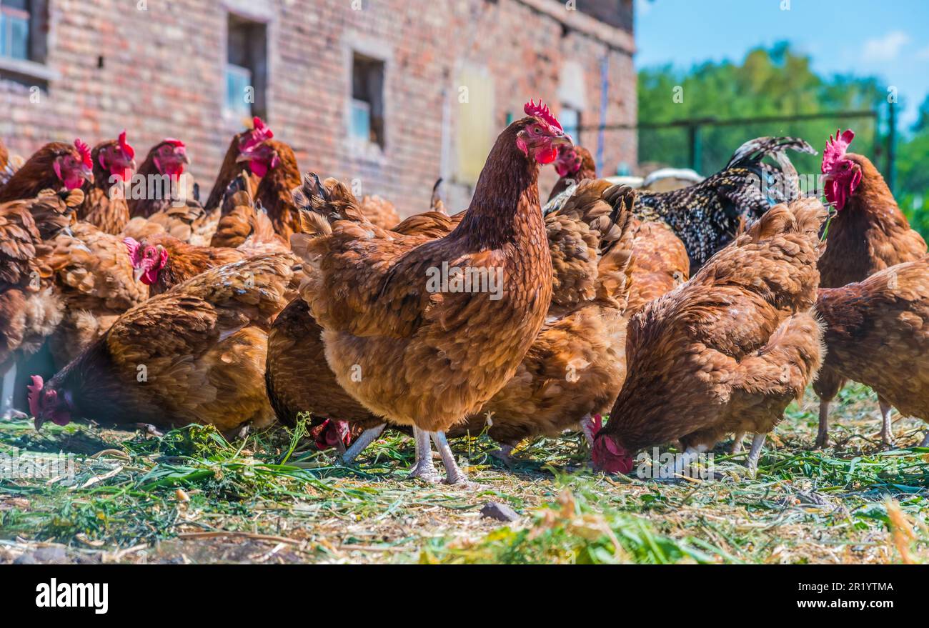 Chickens on traditional free range poultry farm Stock Photo - Alamy
