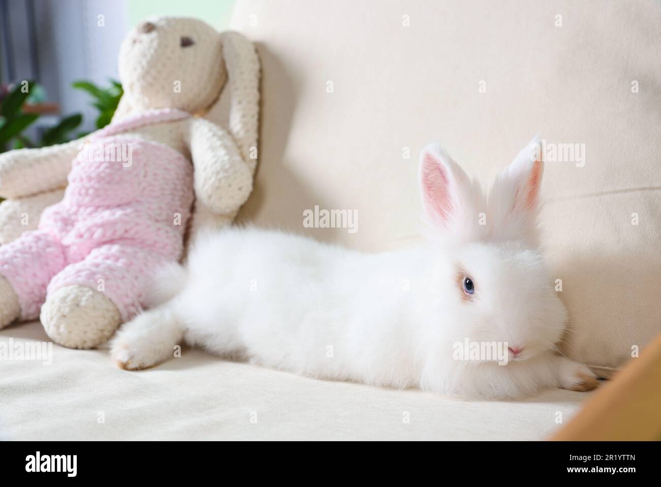Fluffy white rabbit near toy bunny on sofa. Cute pet Stock Photo - Alamy