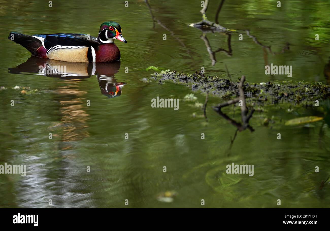 Male wood duck swimming on a lake in Kent, UK. This colorful duck has ...