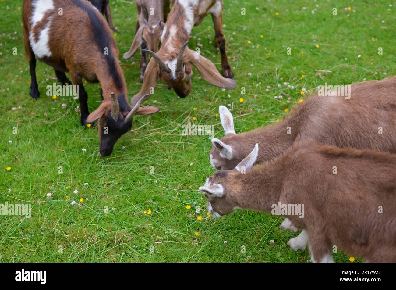 Different animals farm yard hi-res stock photography and images - Alamy