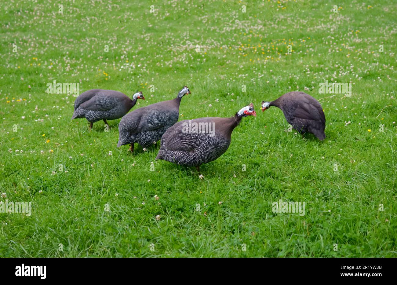 Many guinea fowls grazing on green grass Stock Photo - Alamy