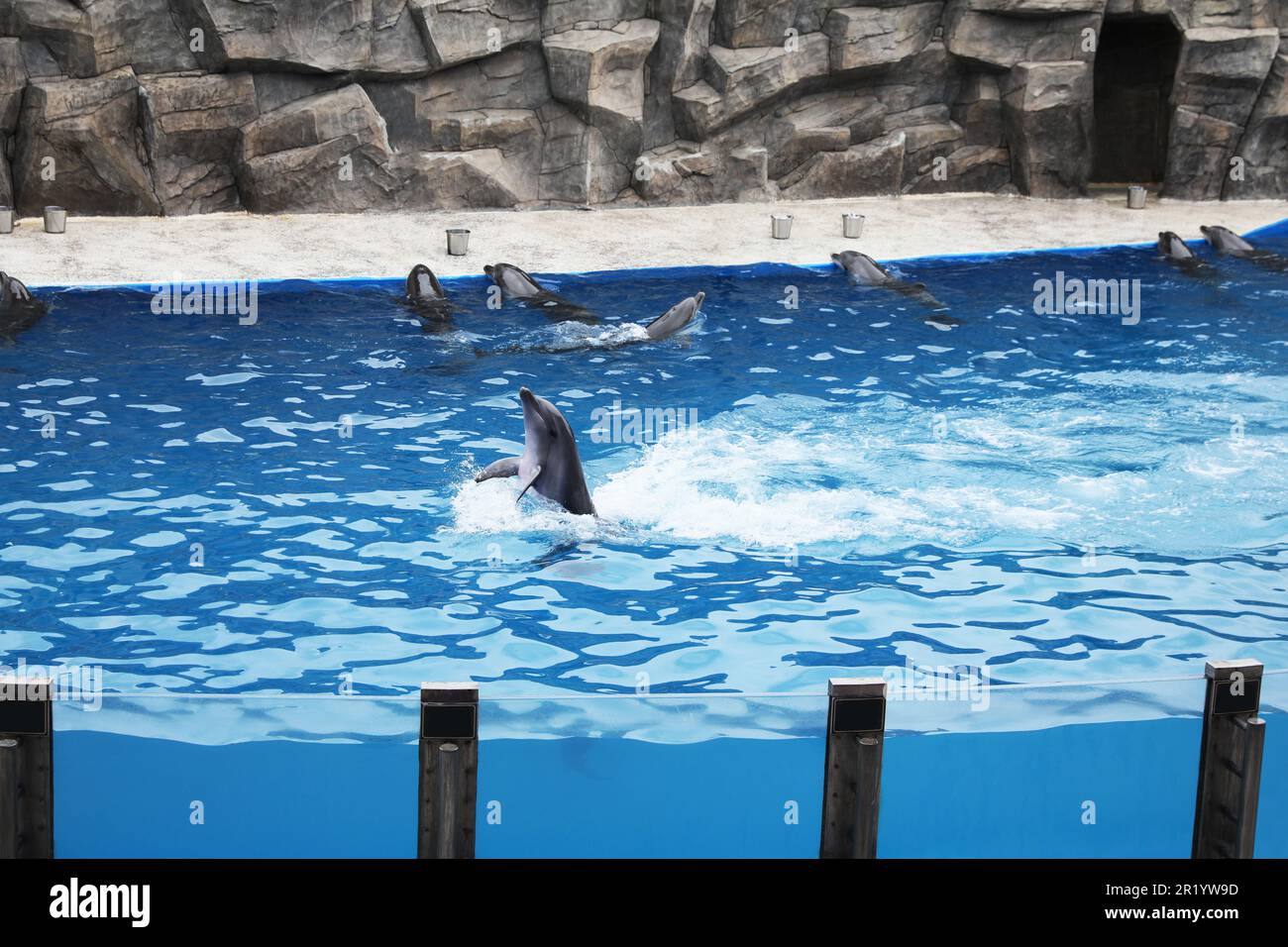 Dolphins swimming in pool at marine mammal park Stock Photo - Alamy