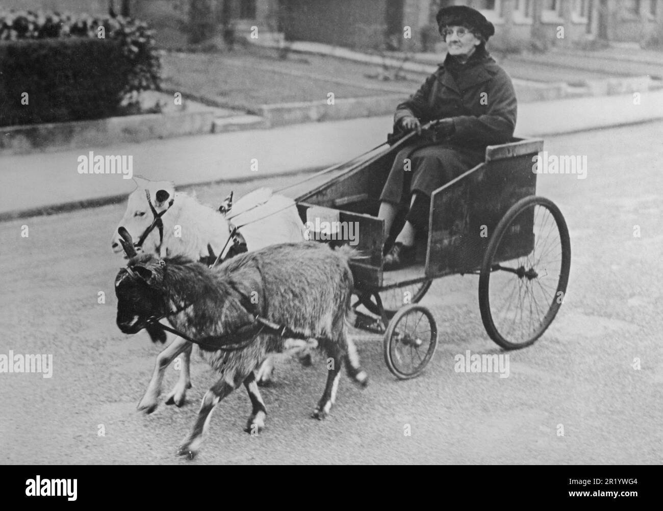 In the 1930s. An elderly lady in a small carriage drawn by two goats ...