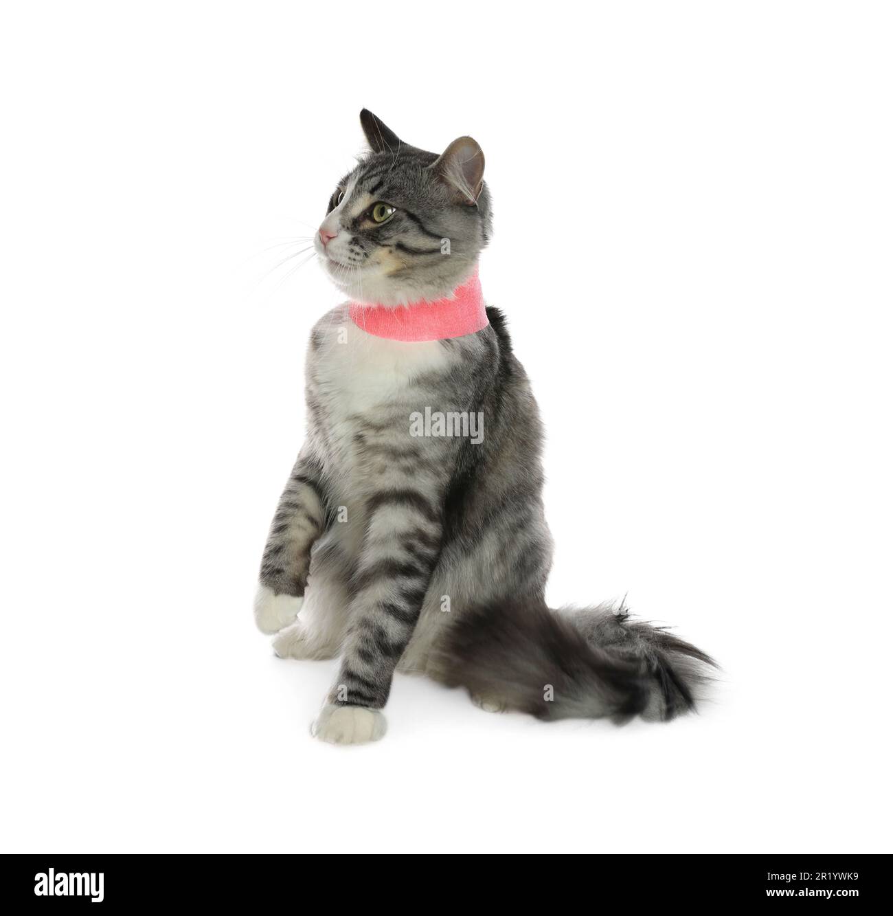 Cute cat with pink medical bandage wrapped around neck on white ...