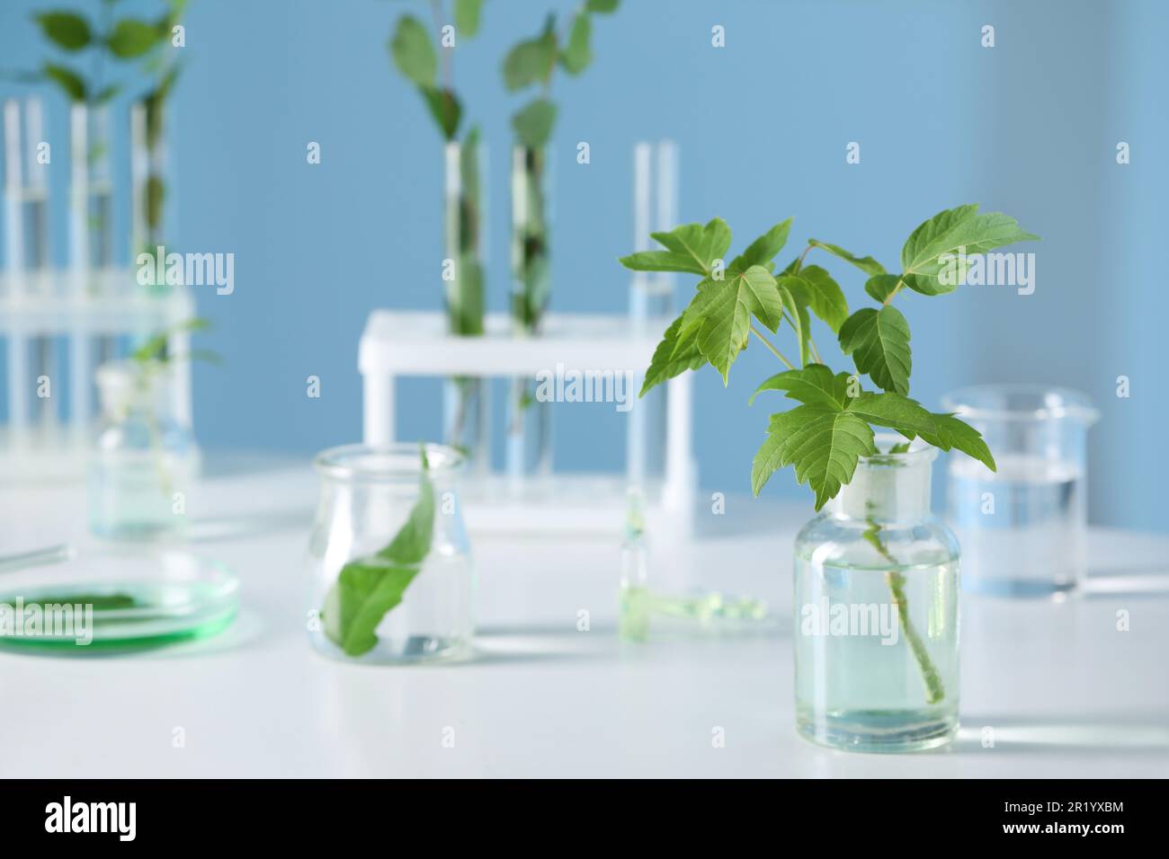 Laboratory glassware with plants on white table Stock Photo - Alamy