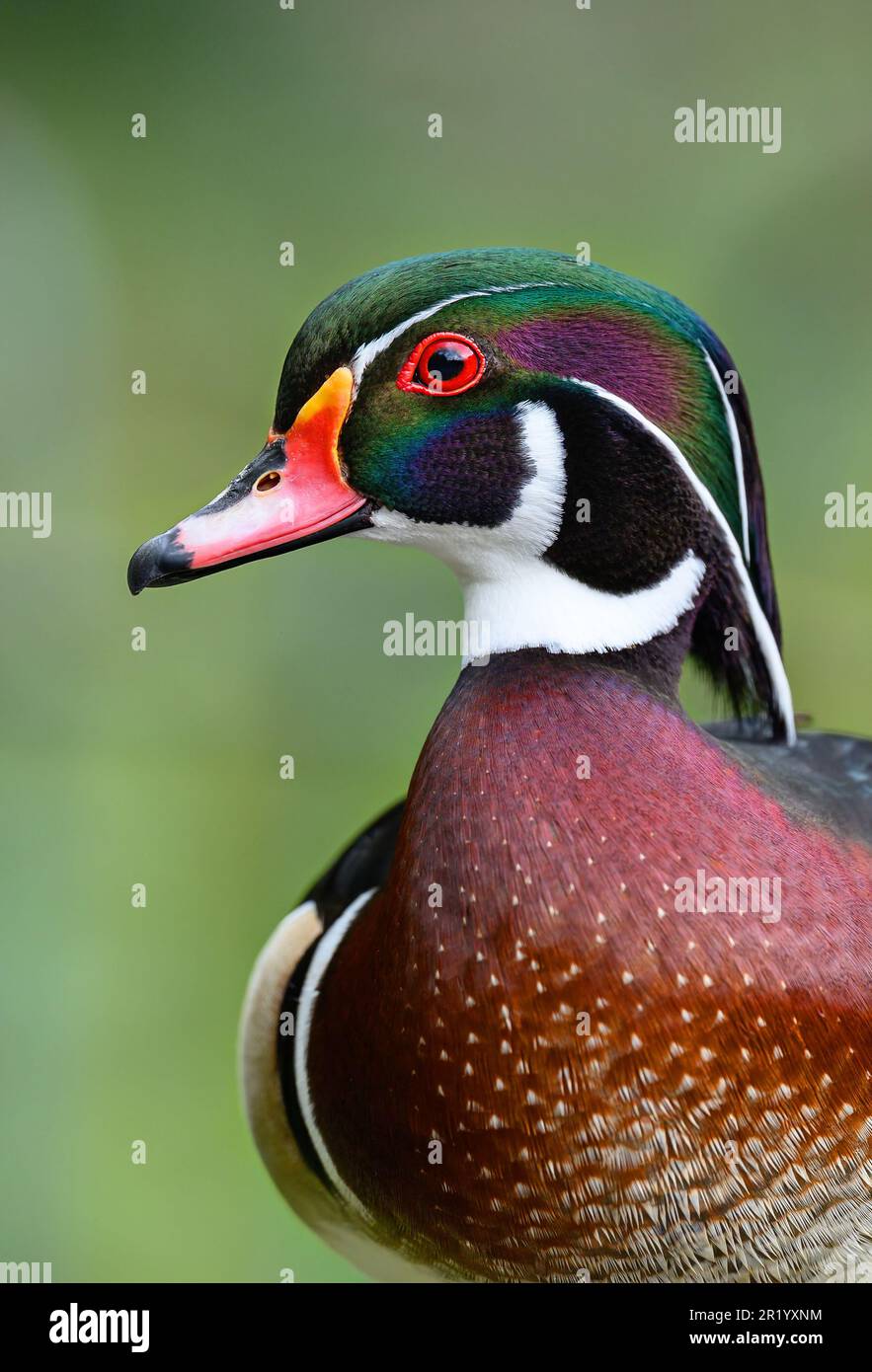 Colorful duck hi-res stock photography and images - Alamy