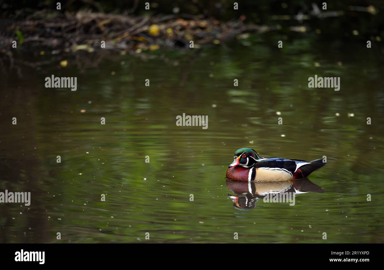 Male wood duck swimming on a lake in Kent, UK. A colorful duck with ...