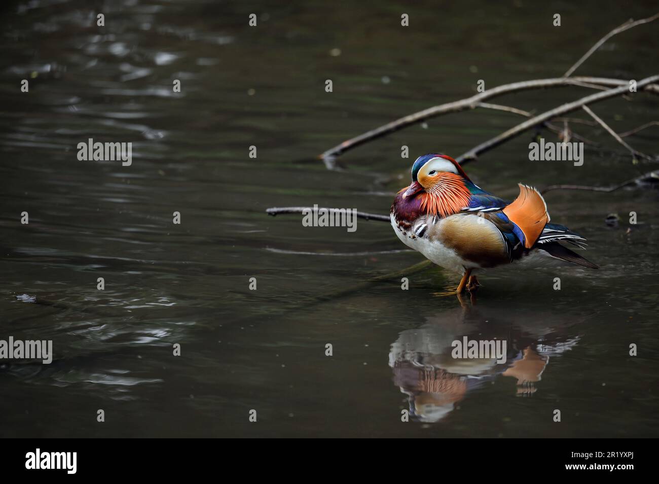 Male mandarin duck standing in a lake in Kent, UK. Duck on right ...