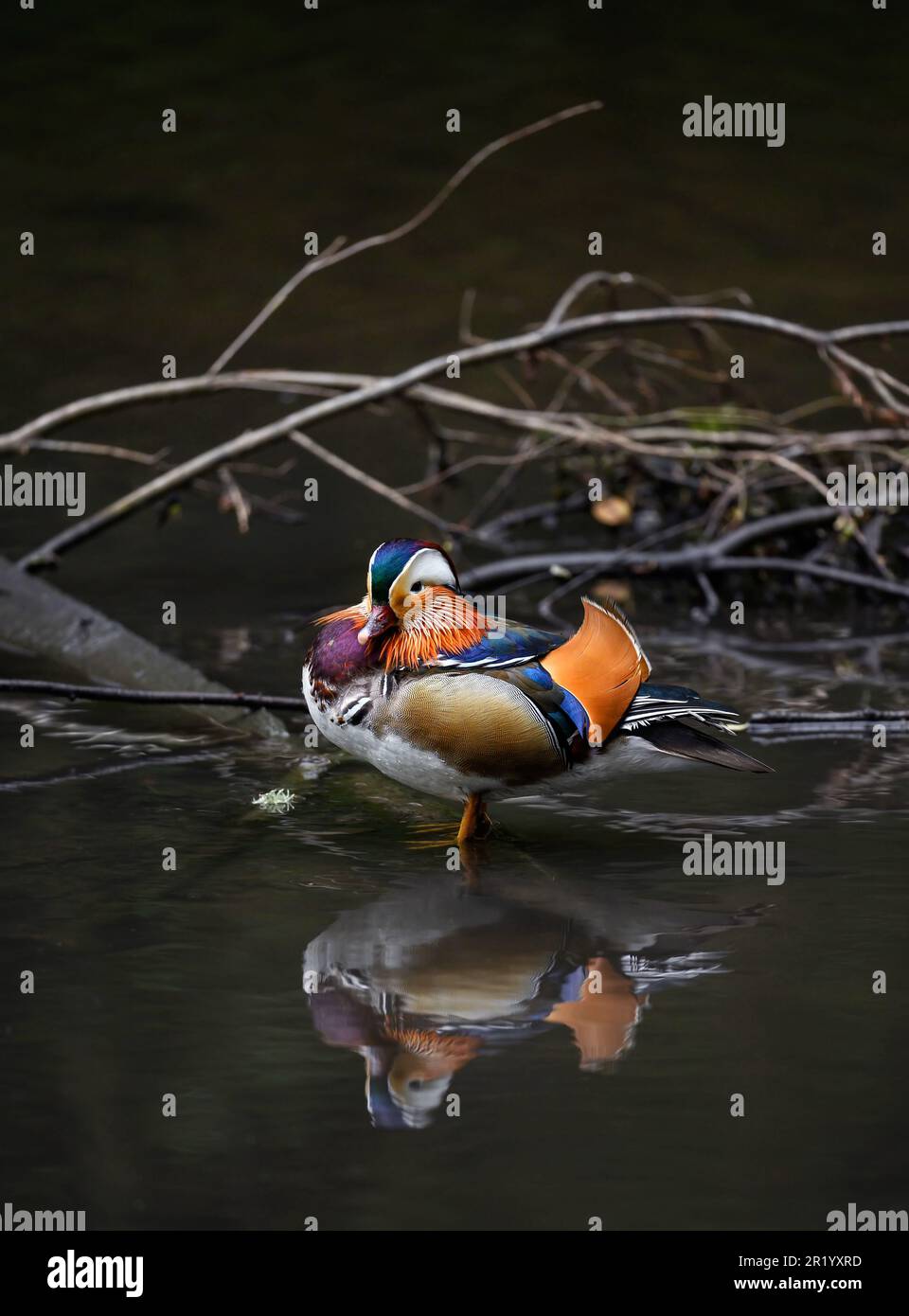 Male mandarin duck standing in a lake in Kent, UK. Duck with reflection ...
