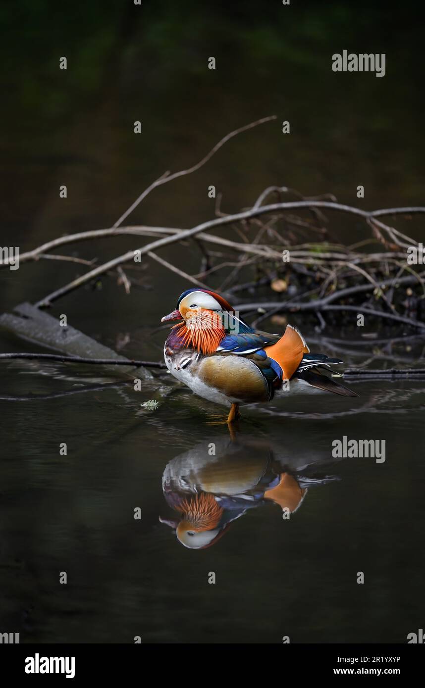 Male mandarin duck standing in a lake in Kent, UK. Duck with perfect ...