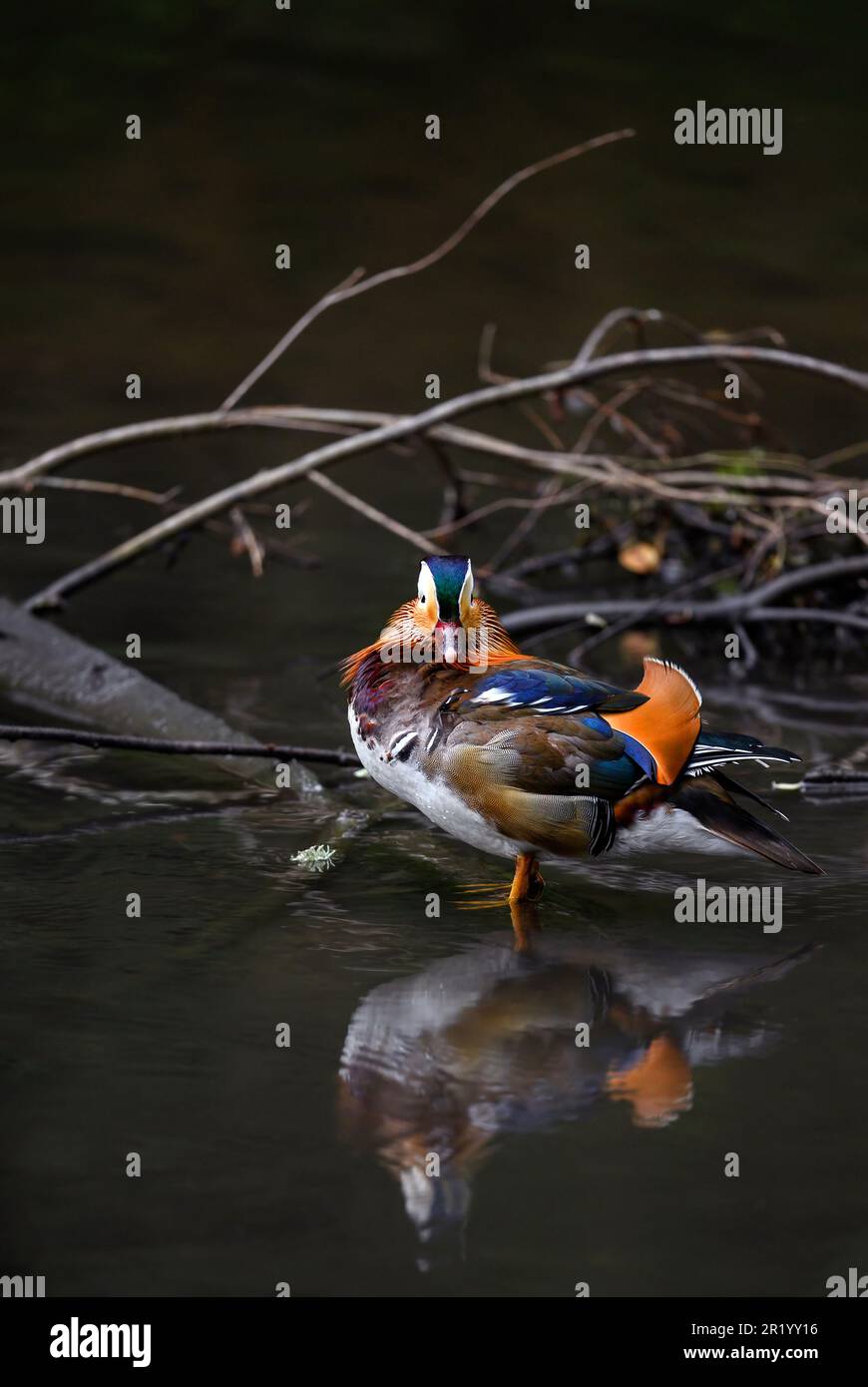 Male mandarin duck standing in a lake in Kent, UK. Duck with looking at ...
