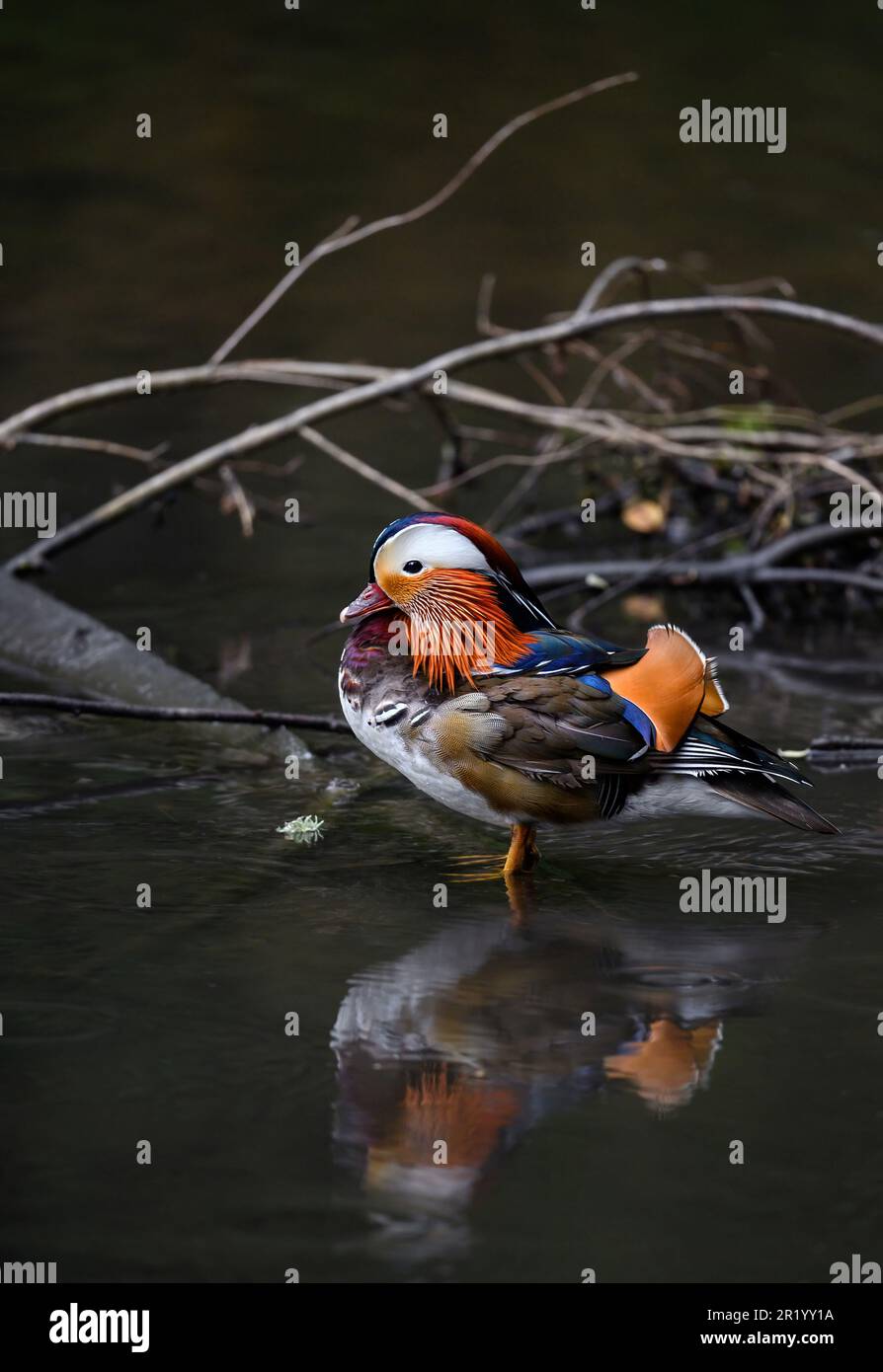 Male mandarin duck standing in a lake in Kent, UK. Duck close up ...