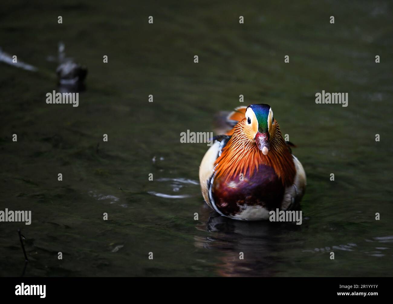 Male mandarin duck swimming on a lake in Kent, UK. Close up view of a ...
