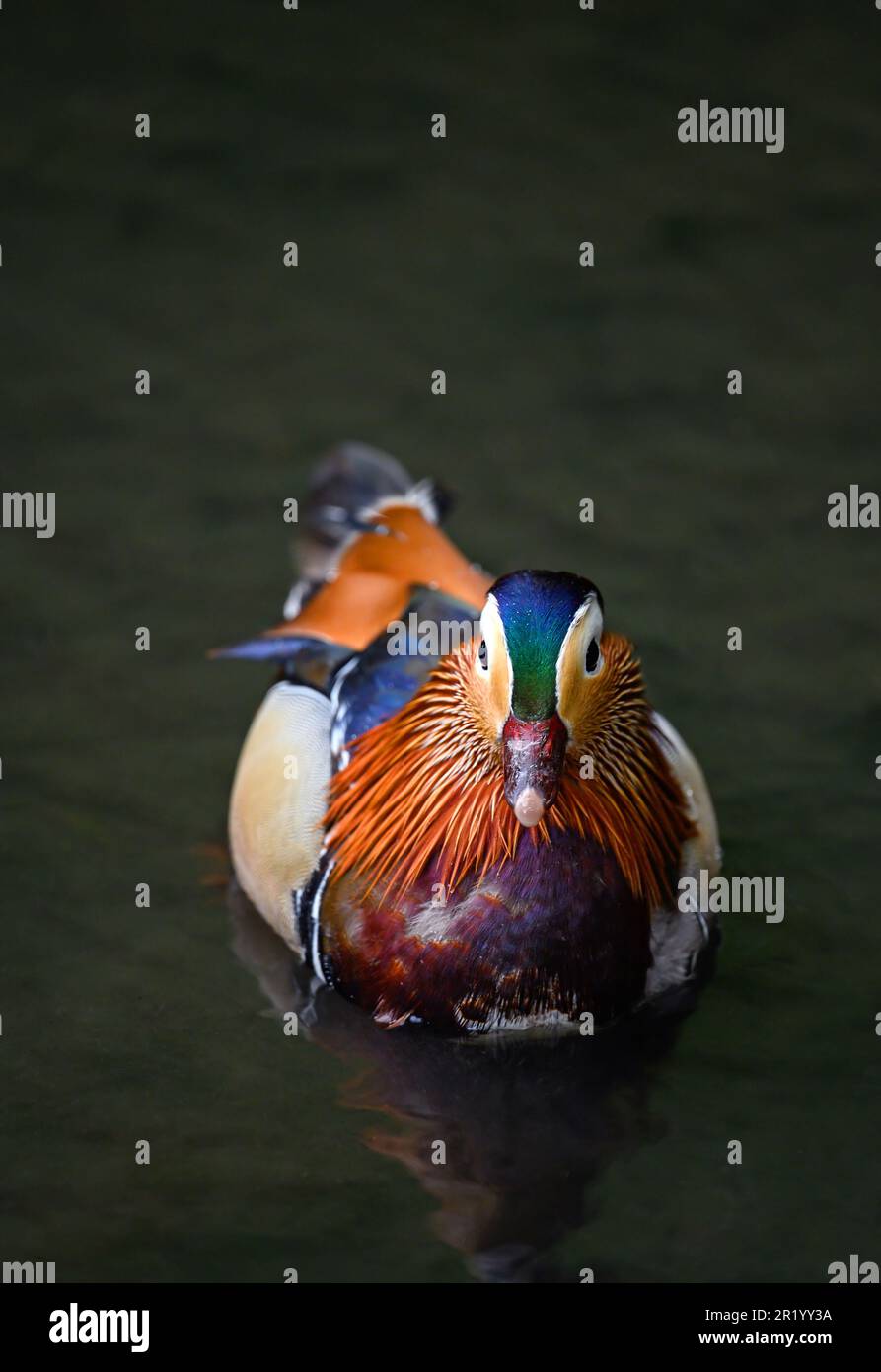 Male mandarin duck swimming on a lake in Kent, UK. Close up portrait ...