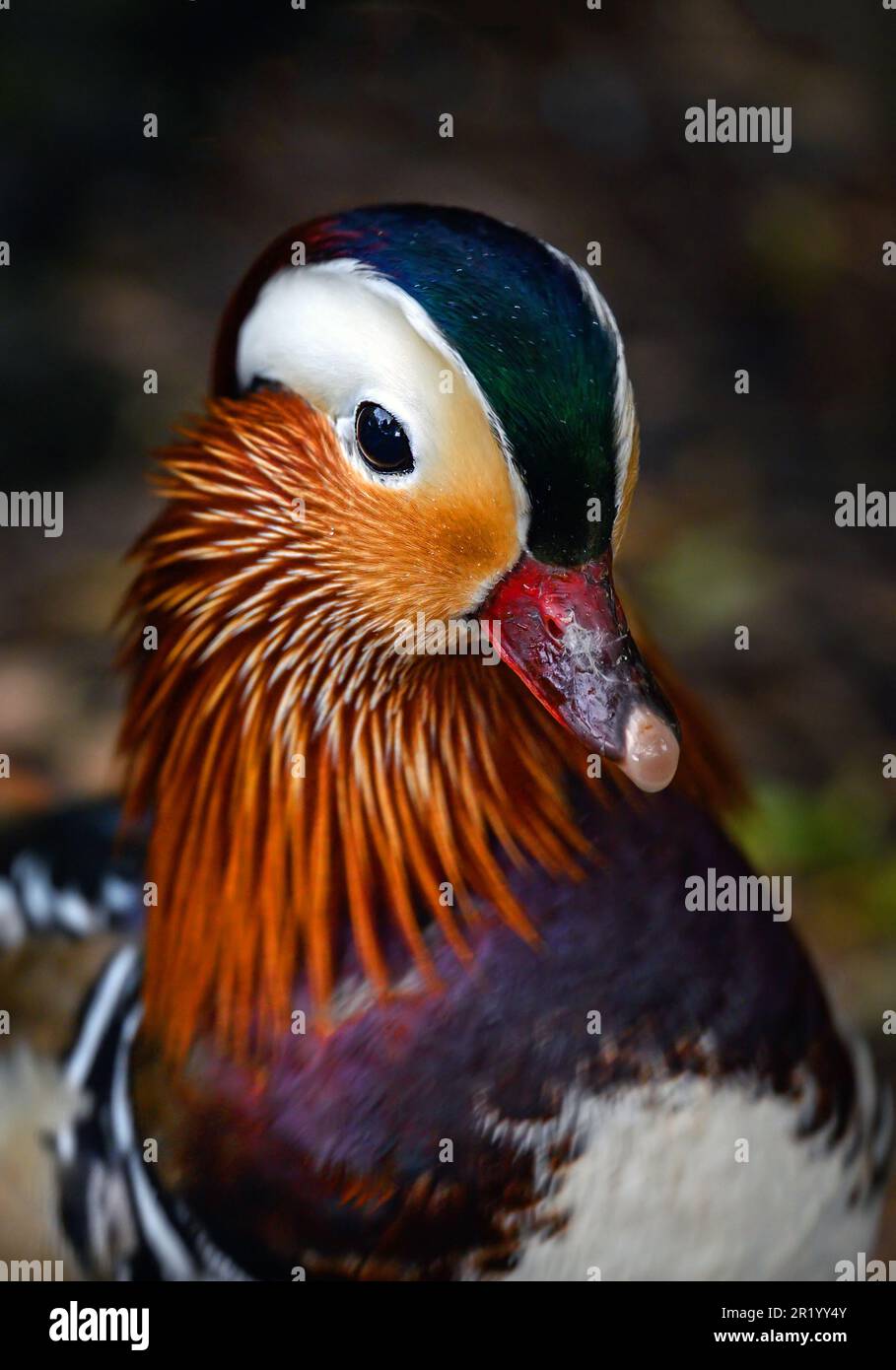 Male mandarin duck in Kent, UK. Close up portrait view of a duck ...
