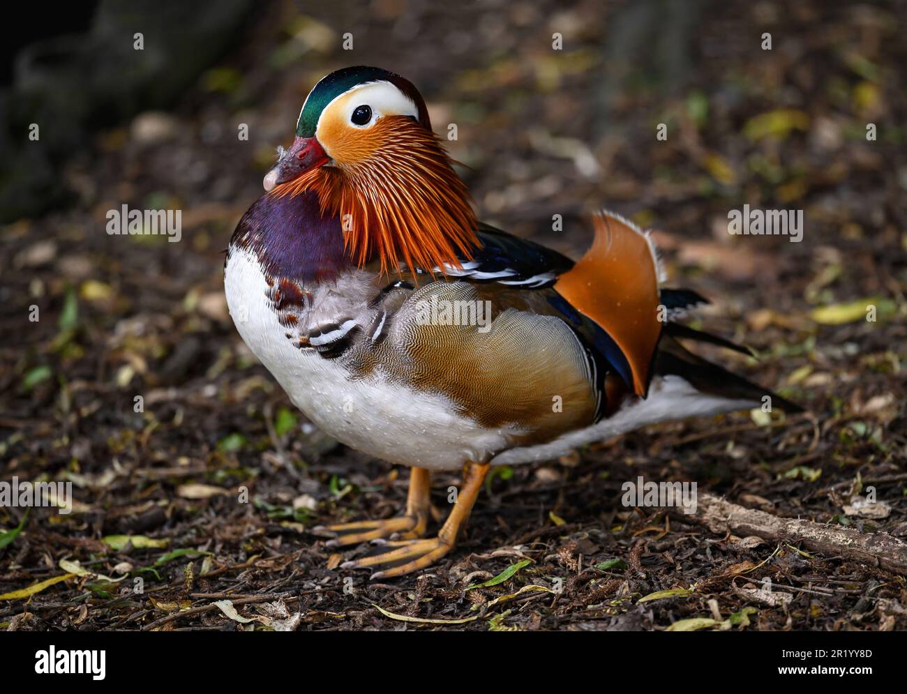 Mandarin ducks on lake hi-res stock photography and images - Alamy