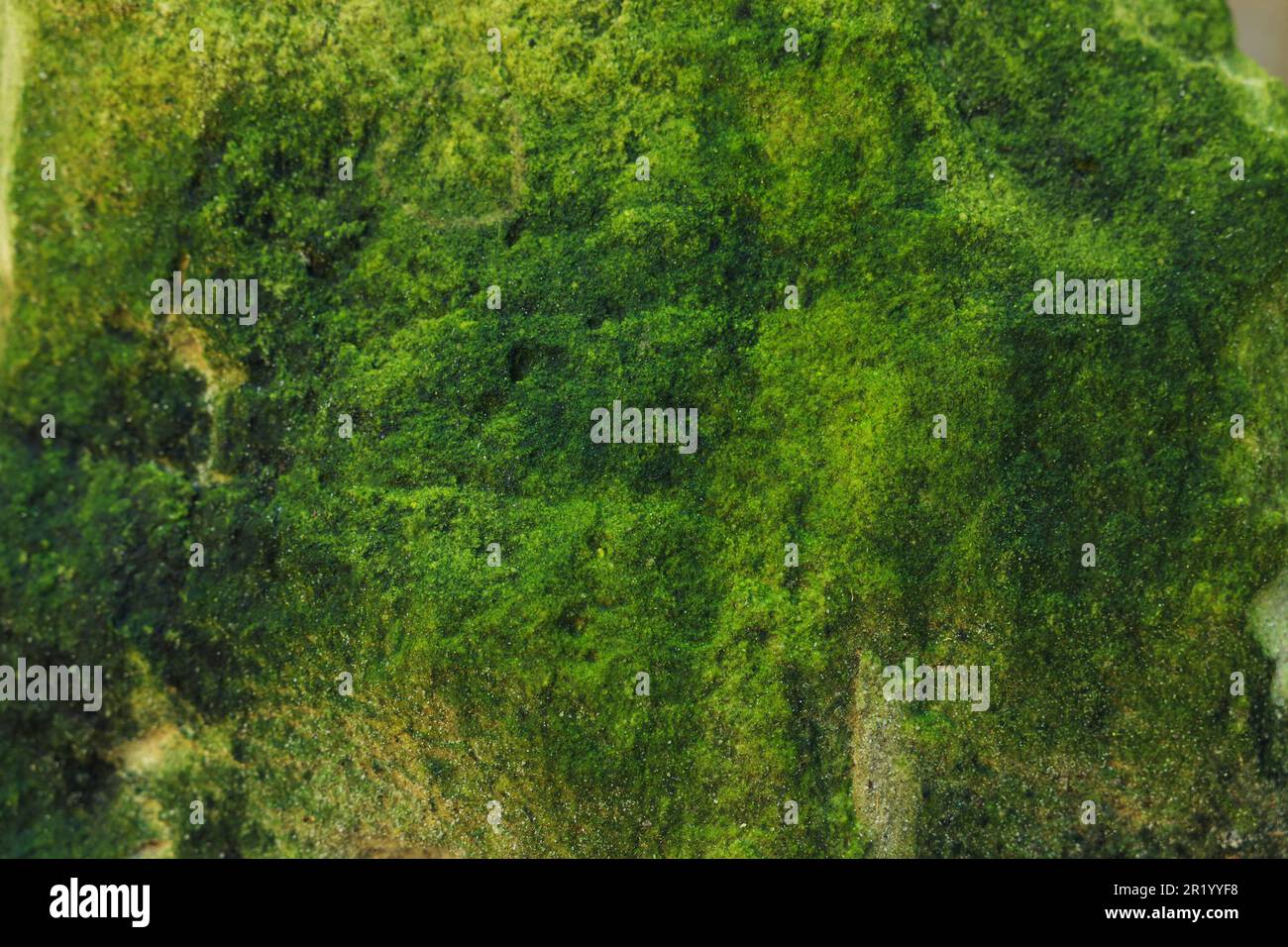 Moss covered table hi-res stock photography and images - Alamy