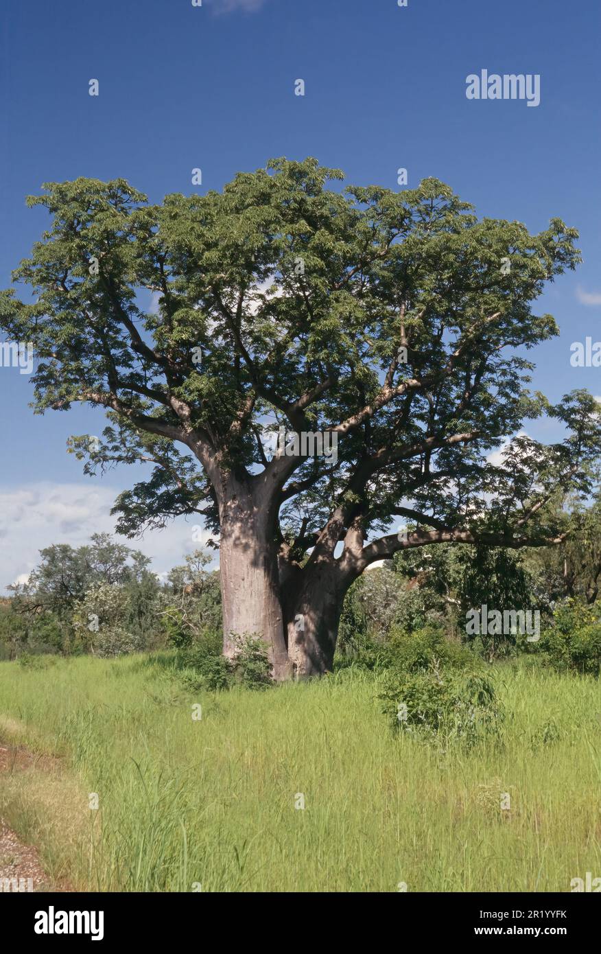 Adansonia gregorii, commonly known as the boab and also known by a ...