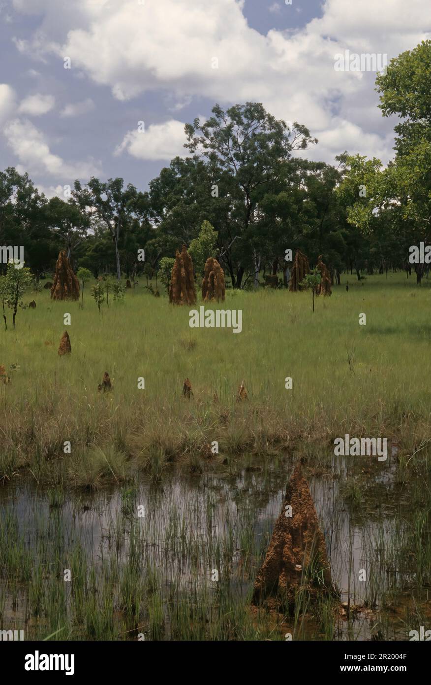 Termites construct shelter tubes, also known as earthen tubes or mud ...