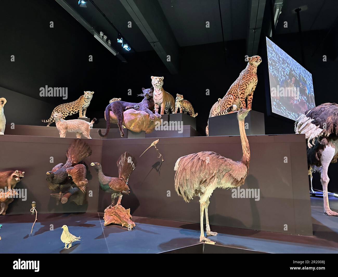 Leiden, Netherlands - November 19, 2022: Museum exhibition with ...