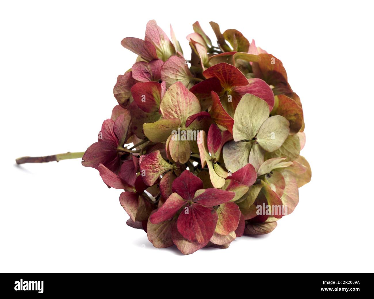Inflorescence hydrangea isolated on hi-res stock photography and images ...
