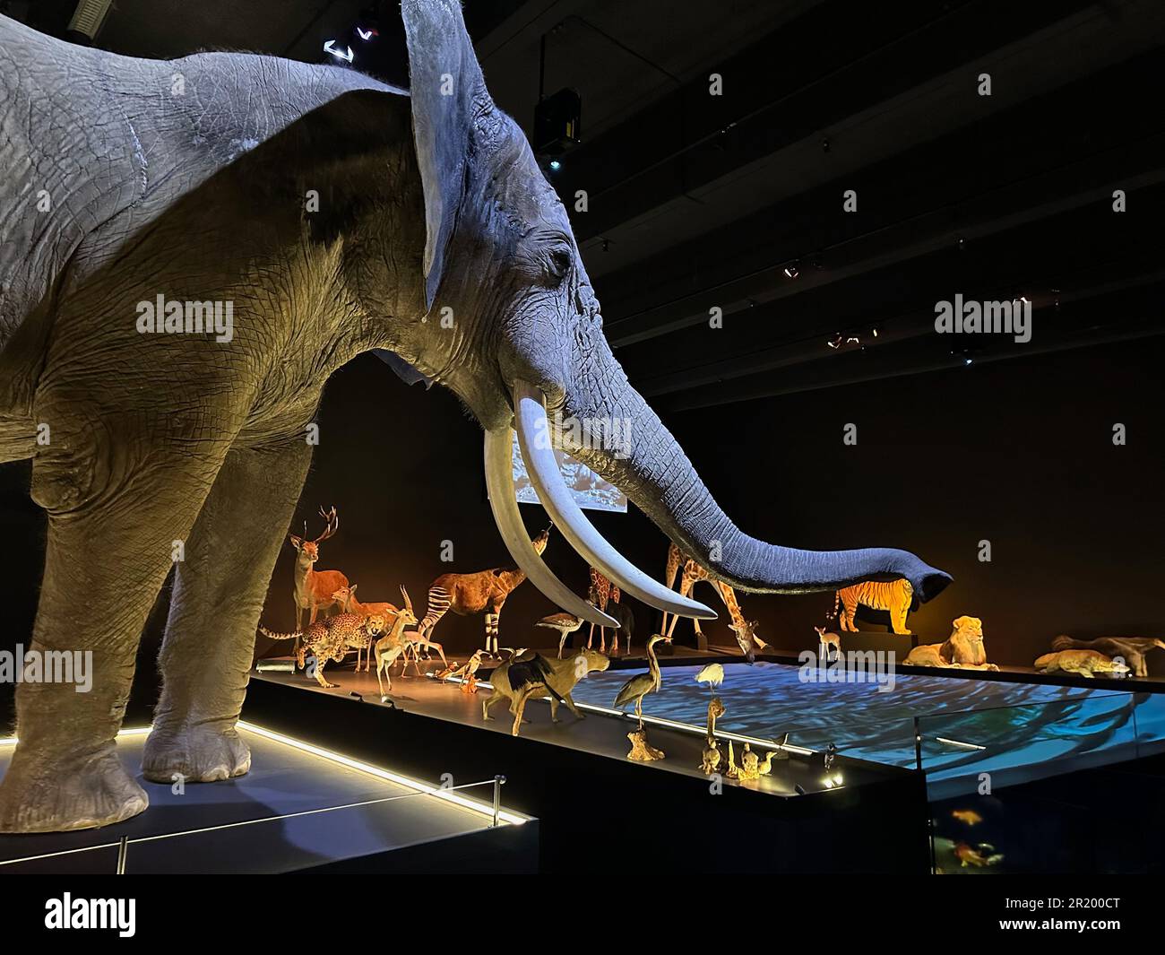 Elephant tusks museum hi-res stock photography and images - Alamy