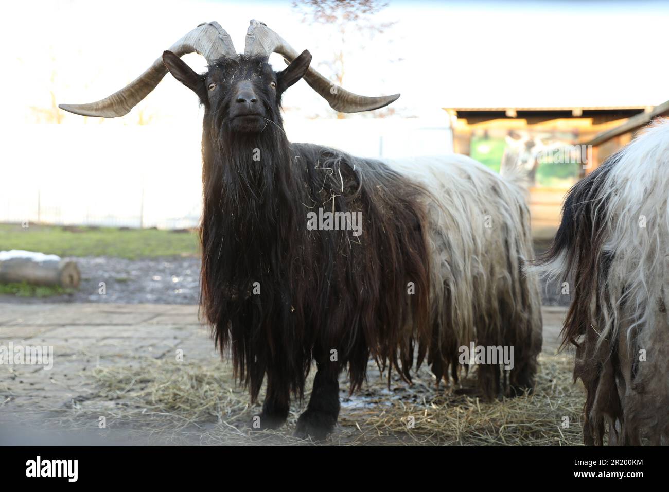 Beautiful welsh black-necked goats inside paddock in zoo Stock Photo ...