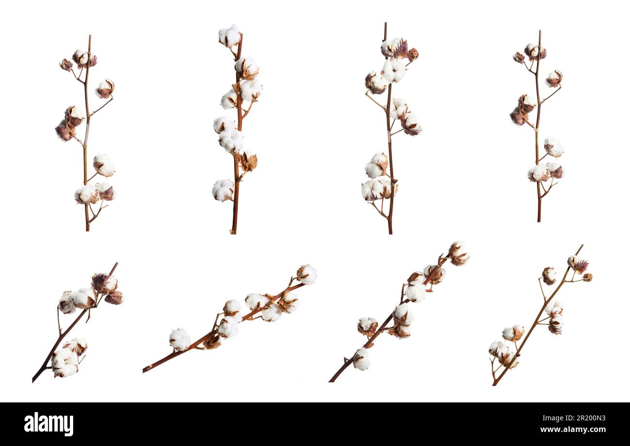 Where To Buy Real Cotton Branches at Marcos Hines blog