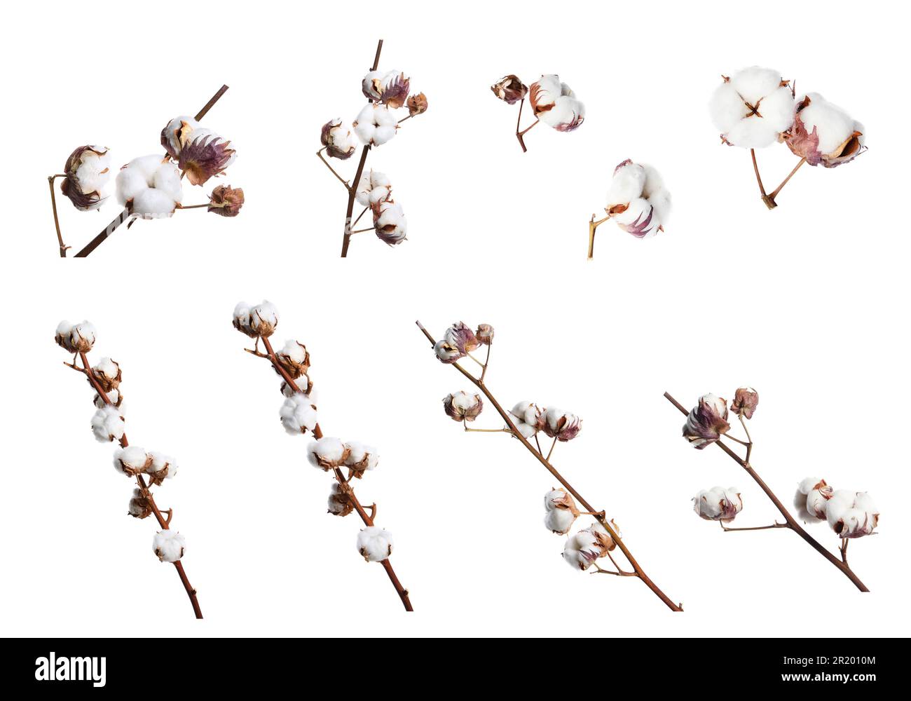 Set of dried cotton branches with fluffy flowers on white background ...